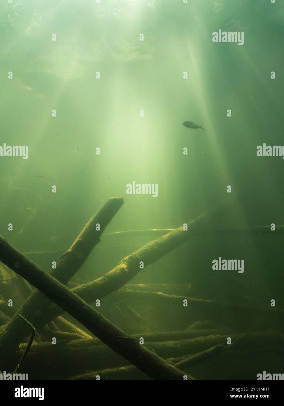 Tree logs underwater hi-res stock photography and images - Alamy