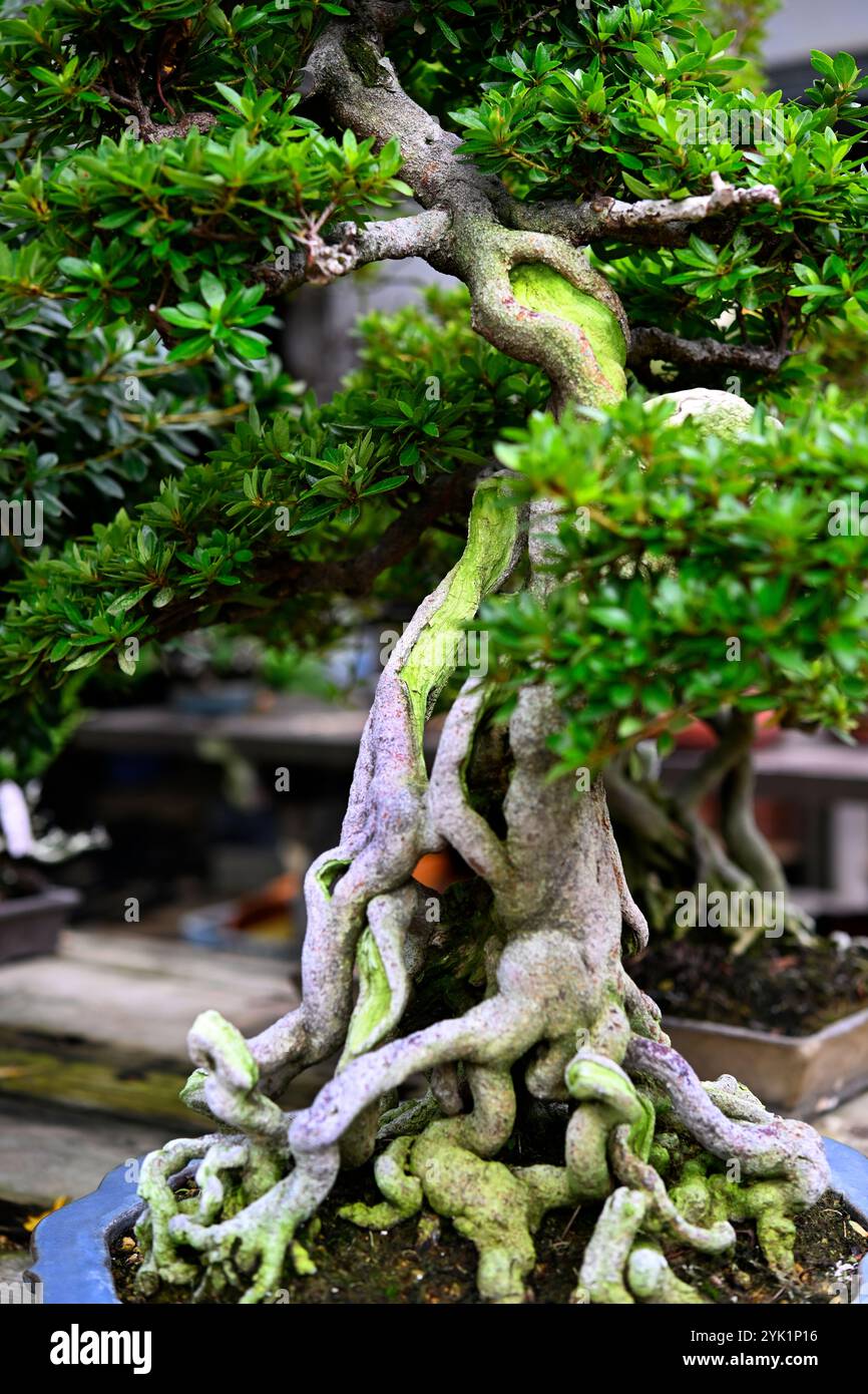 Bonsai Museum Tokyo Stock Photo - Alamy