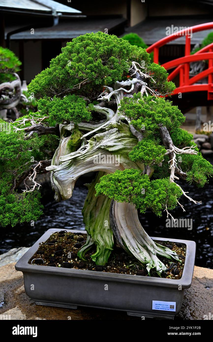 Bonsai Museum Tokyo Stock Photo - Alamy