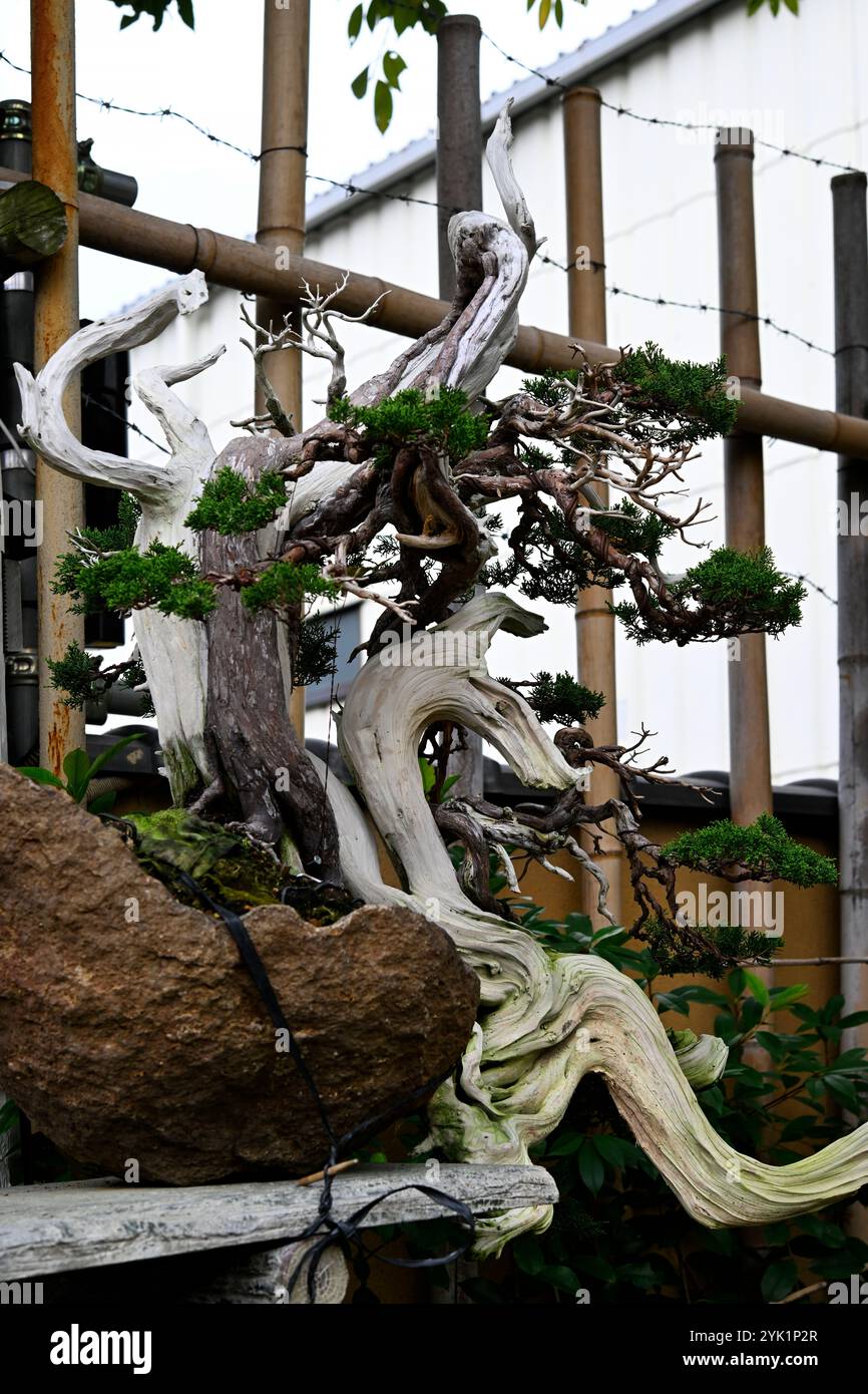 Bonsai Museum Tokyo Stock Photo - Alamy
