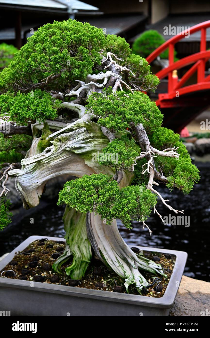 Bonsai Museum Tokyo Stock Photo - Alamy