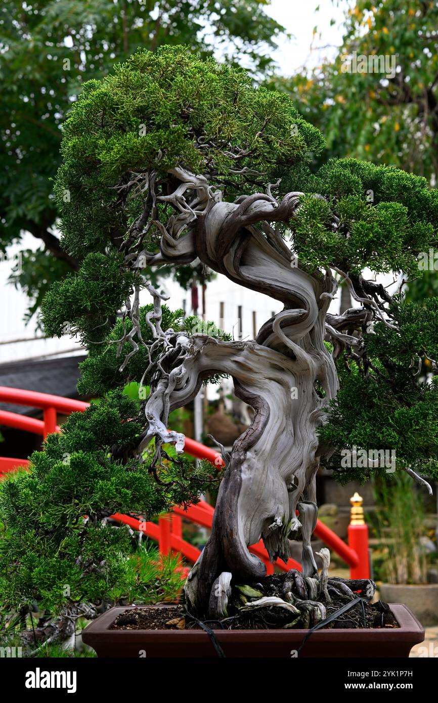 Bonsai Museum Tokyo Stock Photo - Alamy