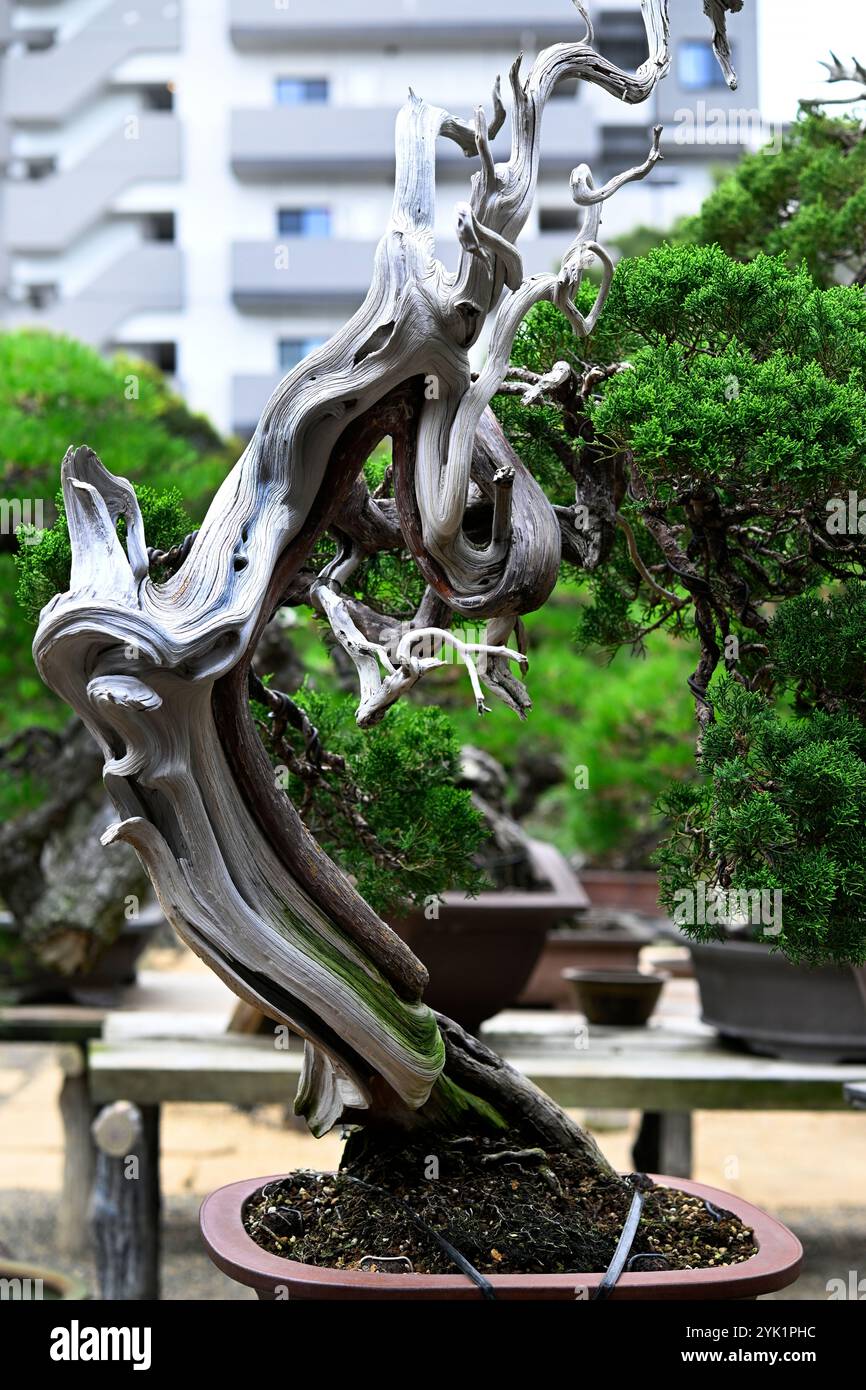 Bonsai Museum Tokyo Stock Photo - Alamy