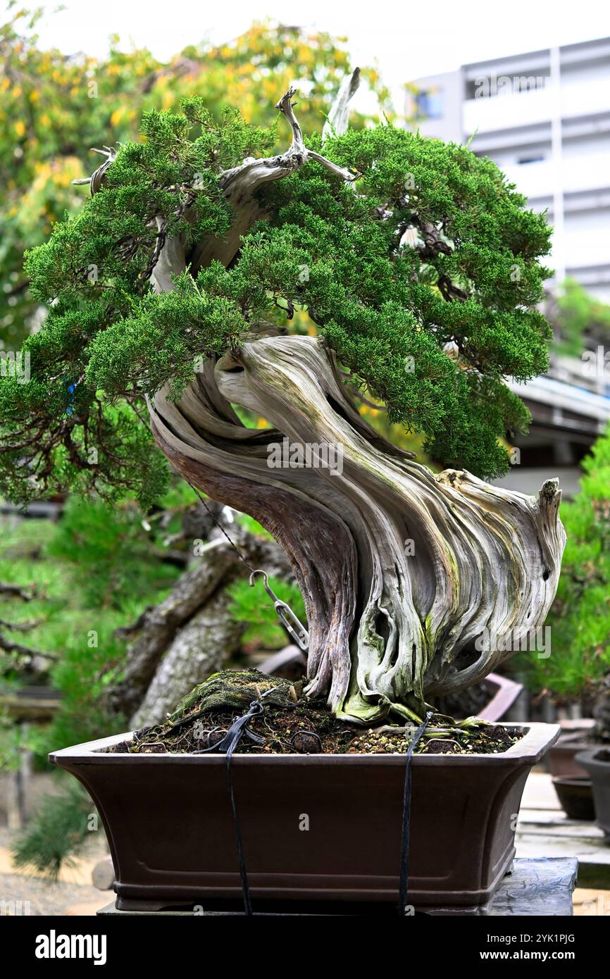 Bonsai Museum Tokyo Stock Photo - Alamy