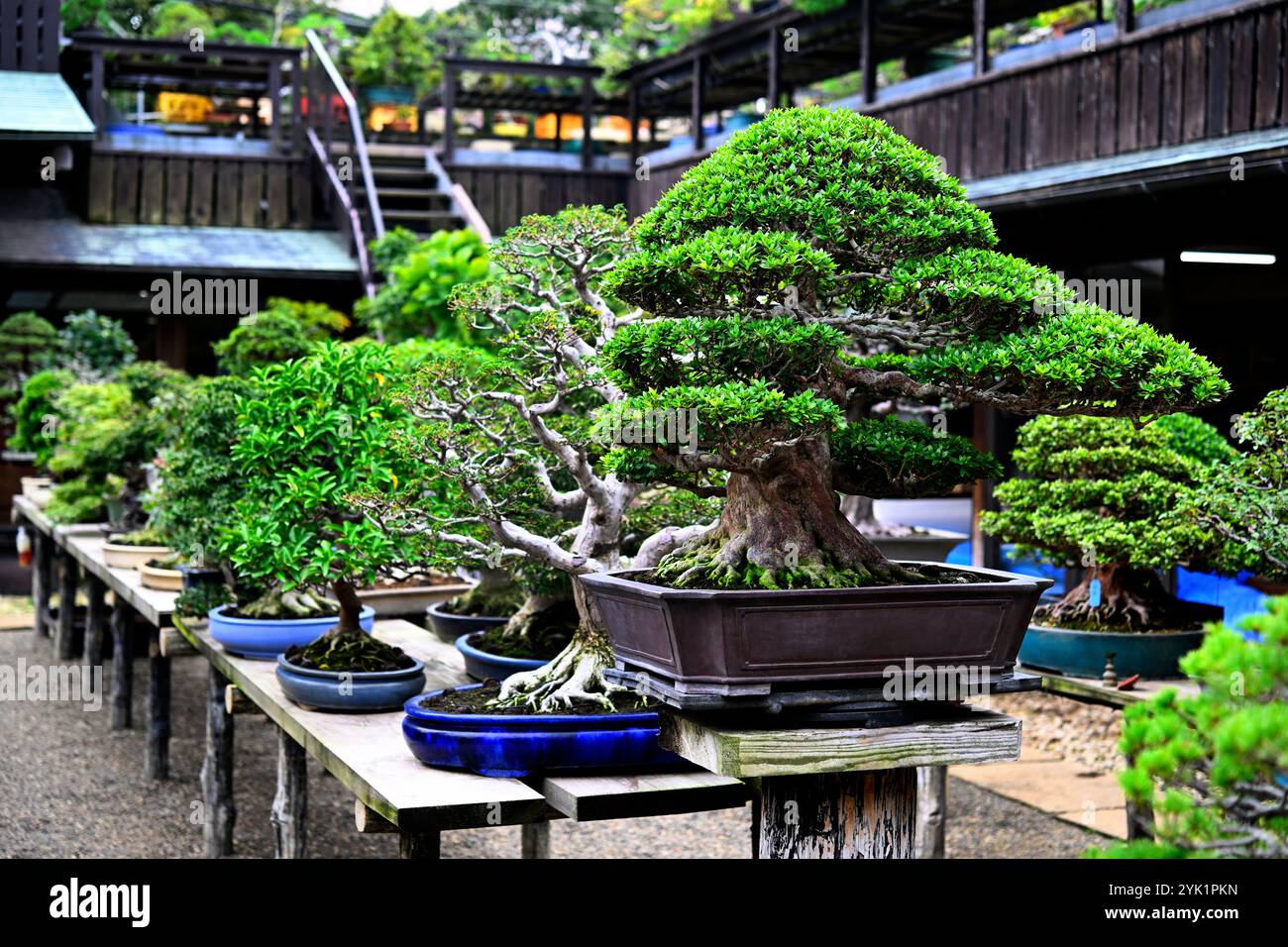 Bonsai Museum Tokyo Stock Photo - Alamy