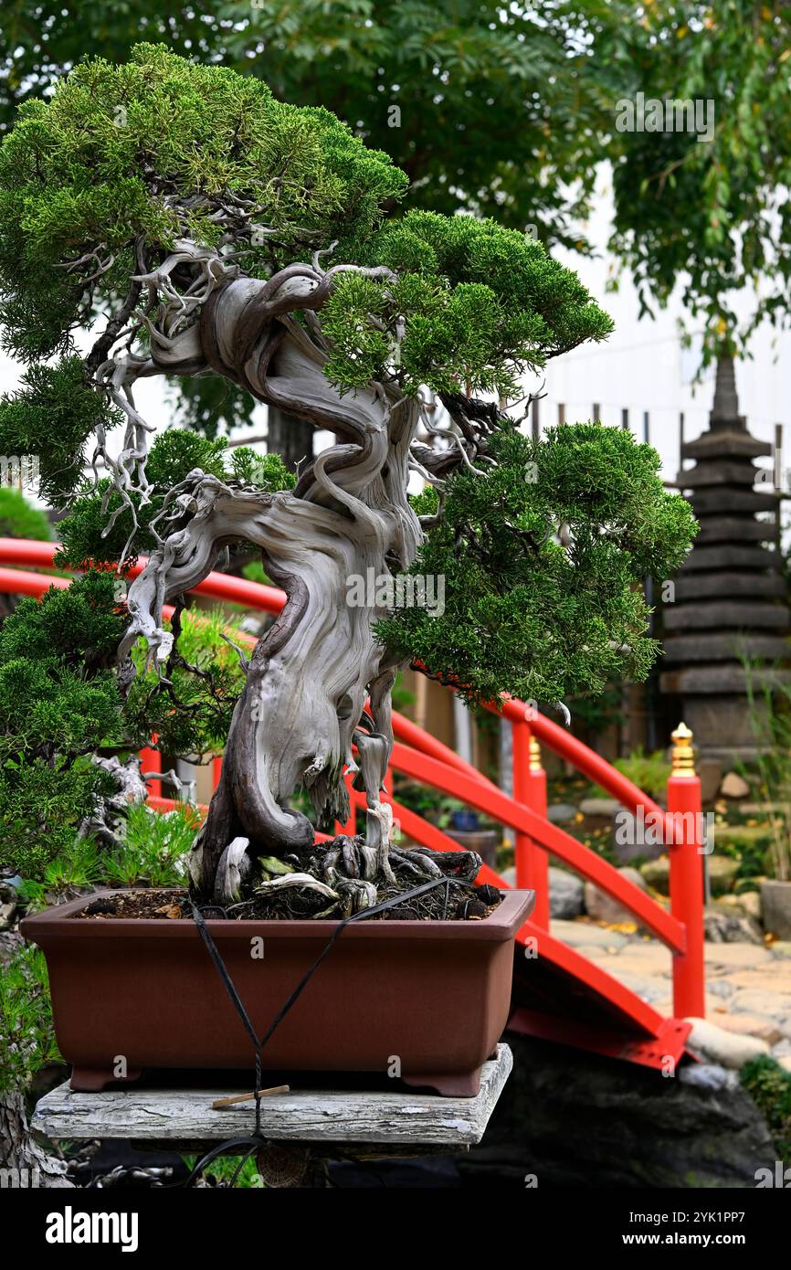 Bonsai Museum Tokyo Stock Photo - Alamy