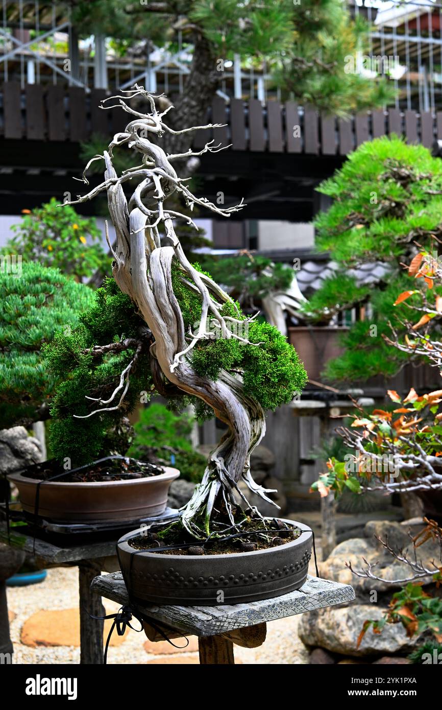 Bonsai Museum Tokyo Stock Photo - Alamy