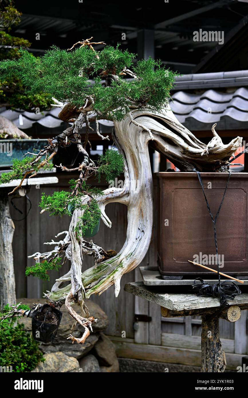 Bonsai Museum Tokyo Stock Photo - Alamy