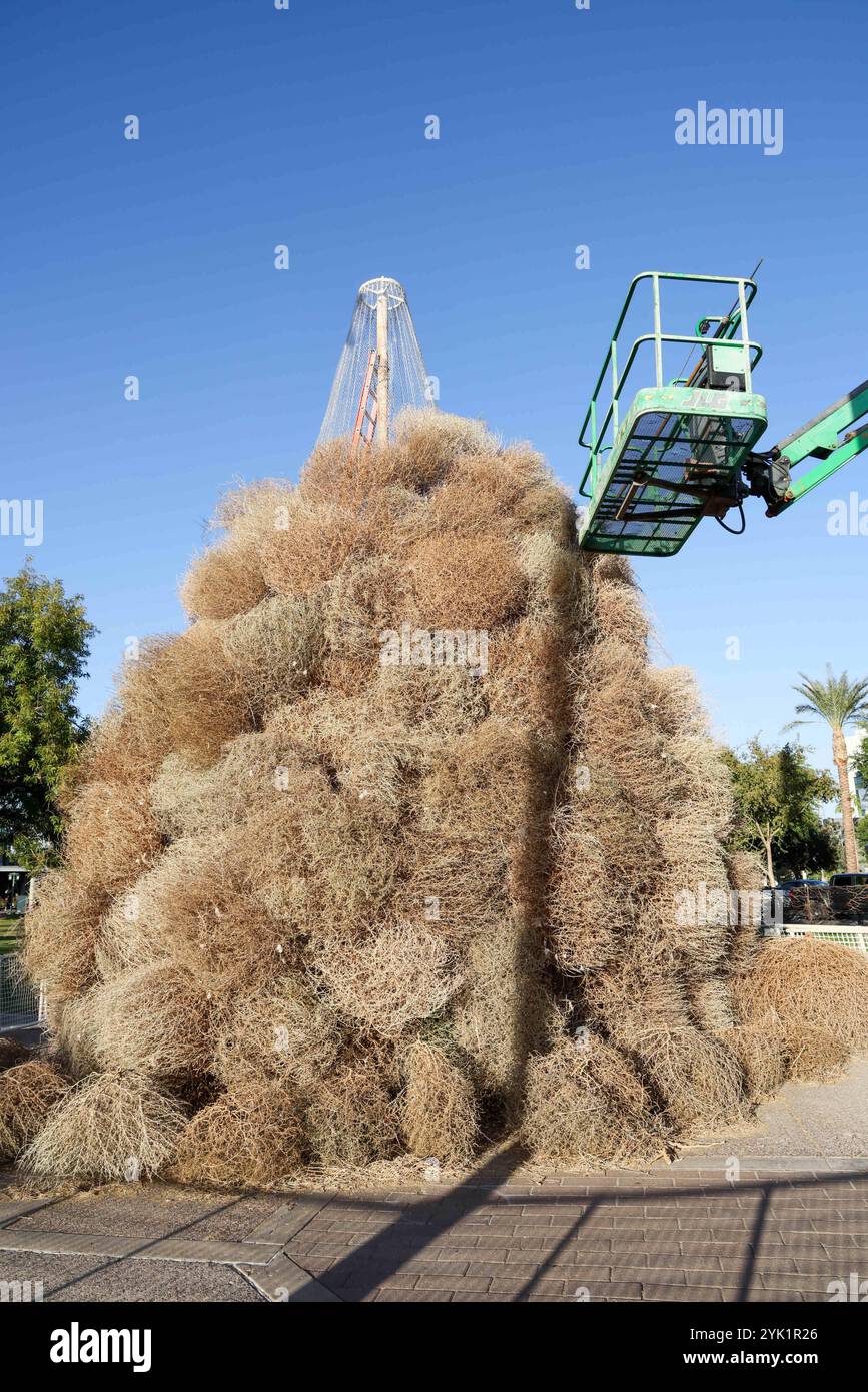 Chandler, USA. 15th Nov, 2024. The Tumbleweed Christmas Tree is being ...