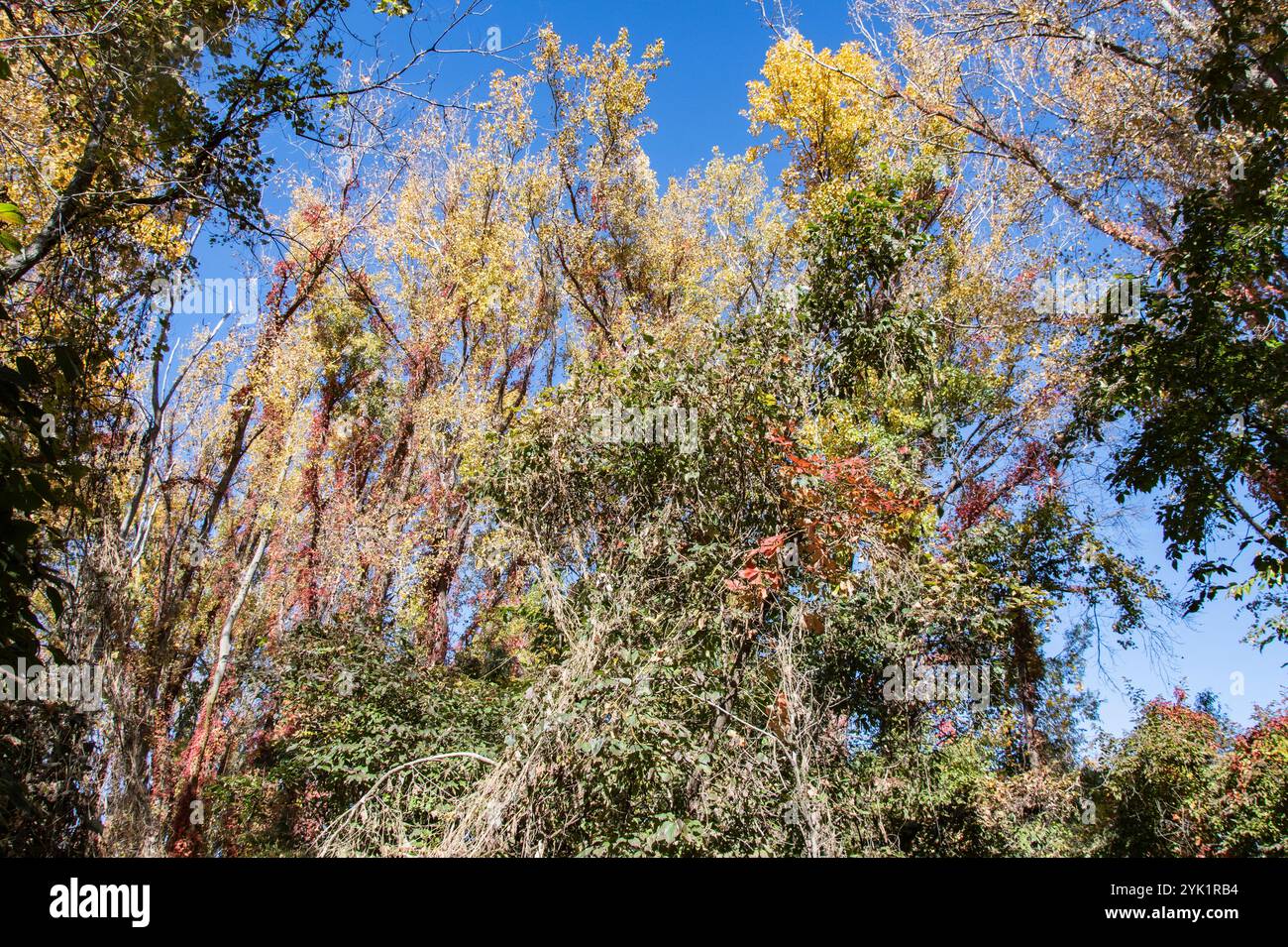 Fall colors at Delaurier Homestead at Point Pelee National Park in ...