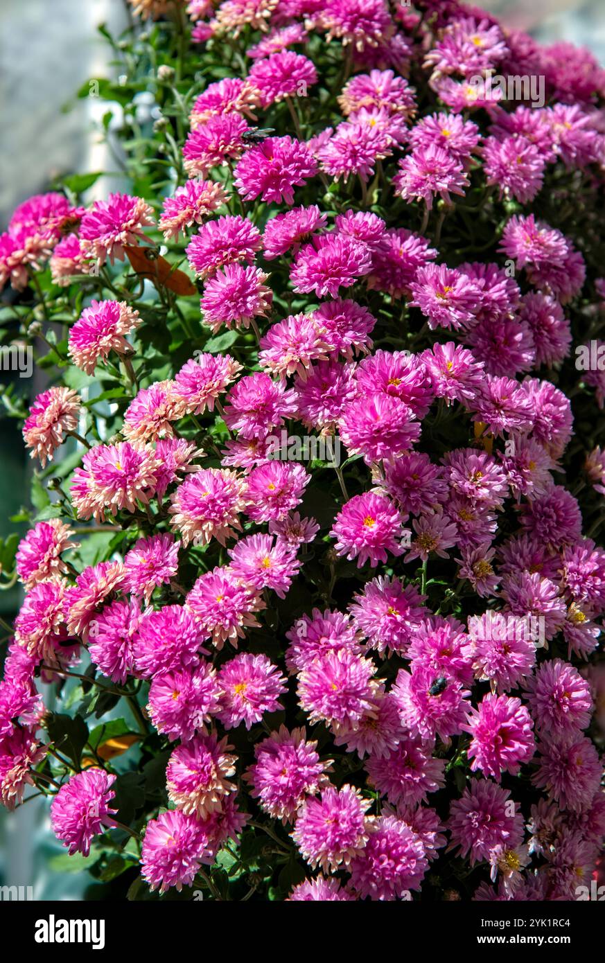 Chrysanthemums sometimes called mums hi-res stock photography and ...