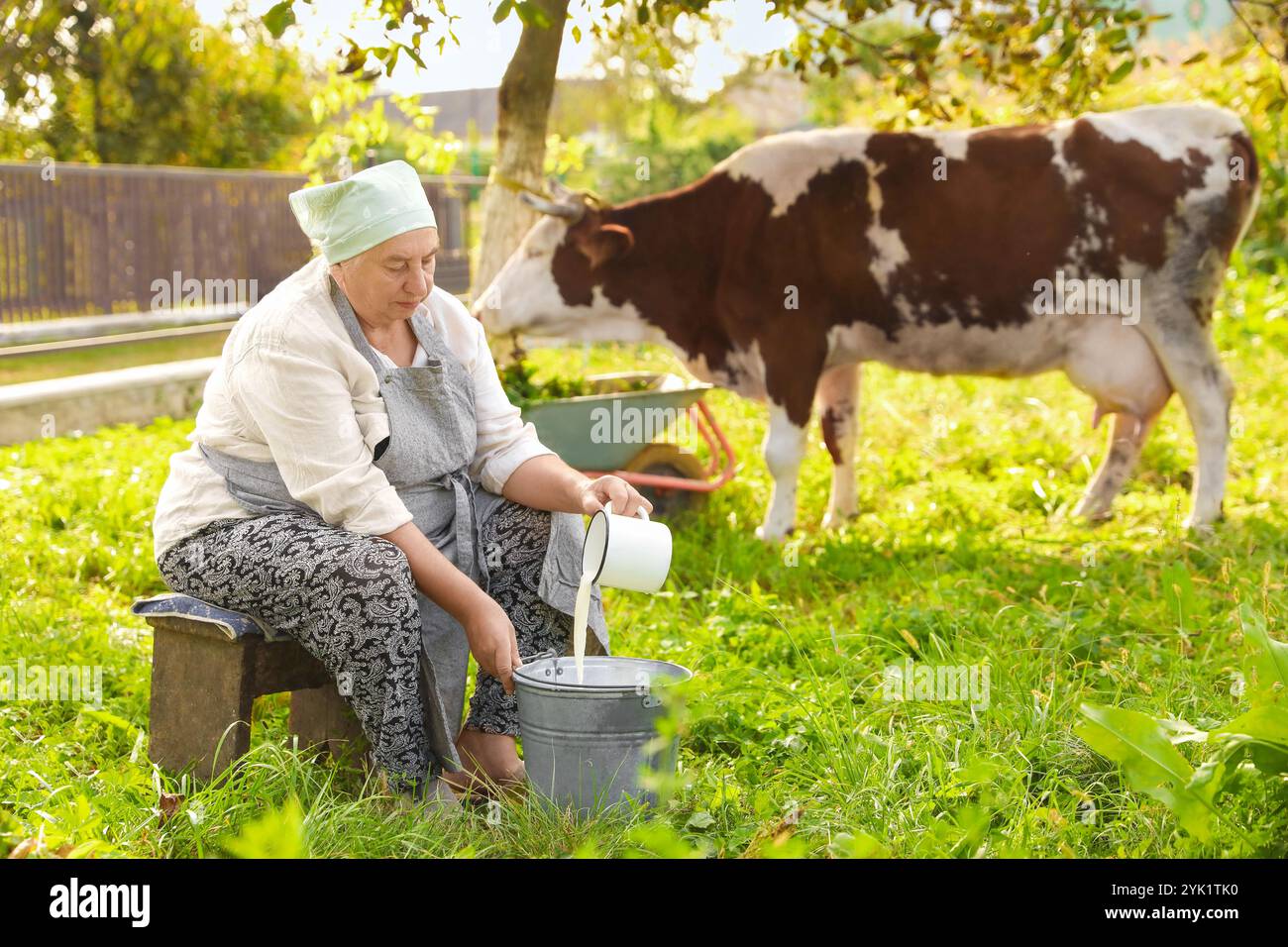 Senior woman pouring fresh milk into bucket while cow grazing outdoors ...