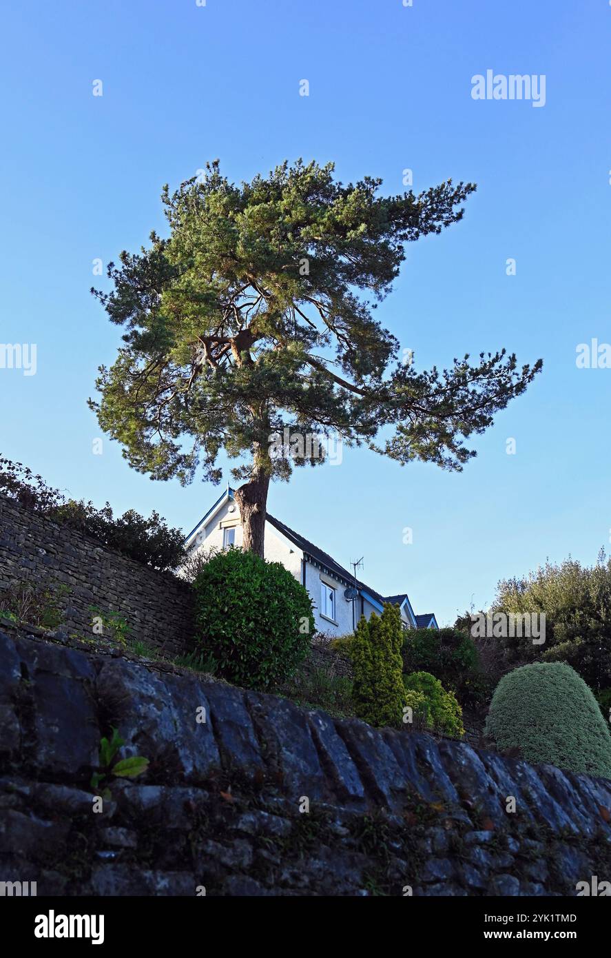 Tree and House. Fellside, Kendal, Cumbria, England, United Kingdom ...