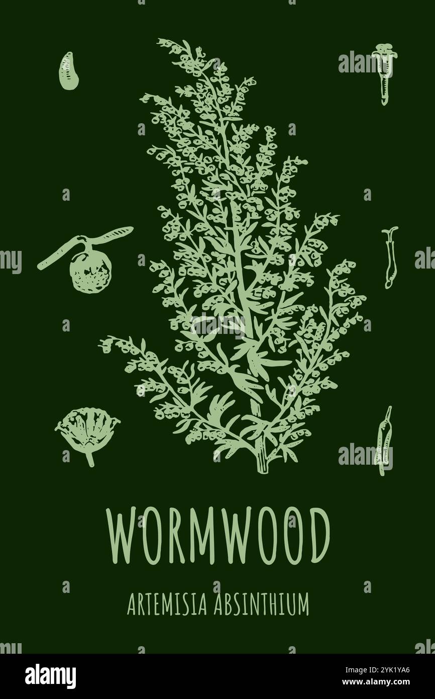 Wormwood (Artemísia absínthium) illustration. Wormwood branch, leaves ...