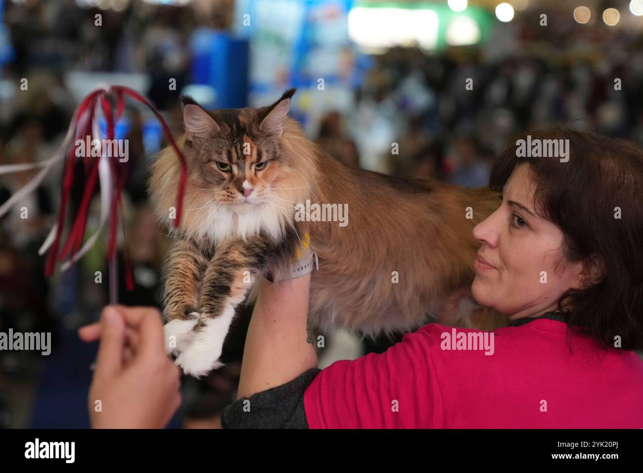 A Maine Coon cat is carried on the stage during a feline beauty ...