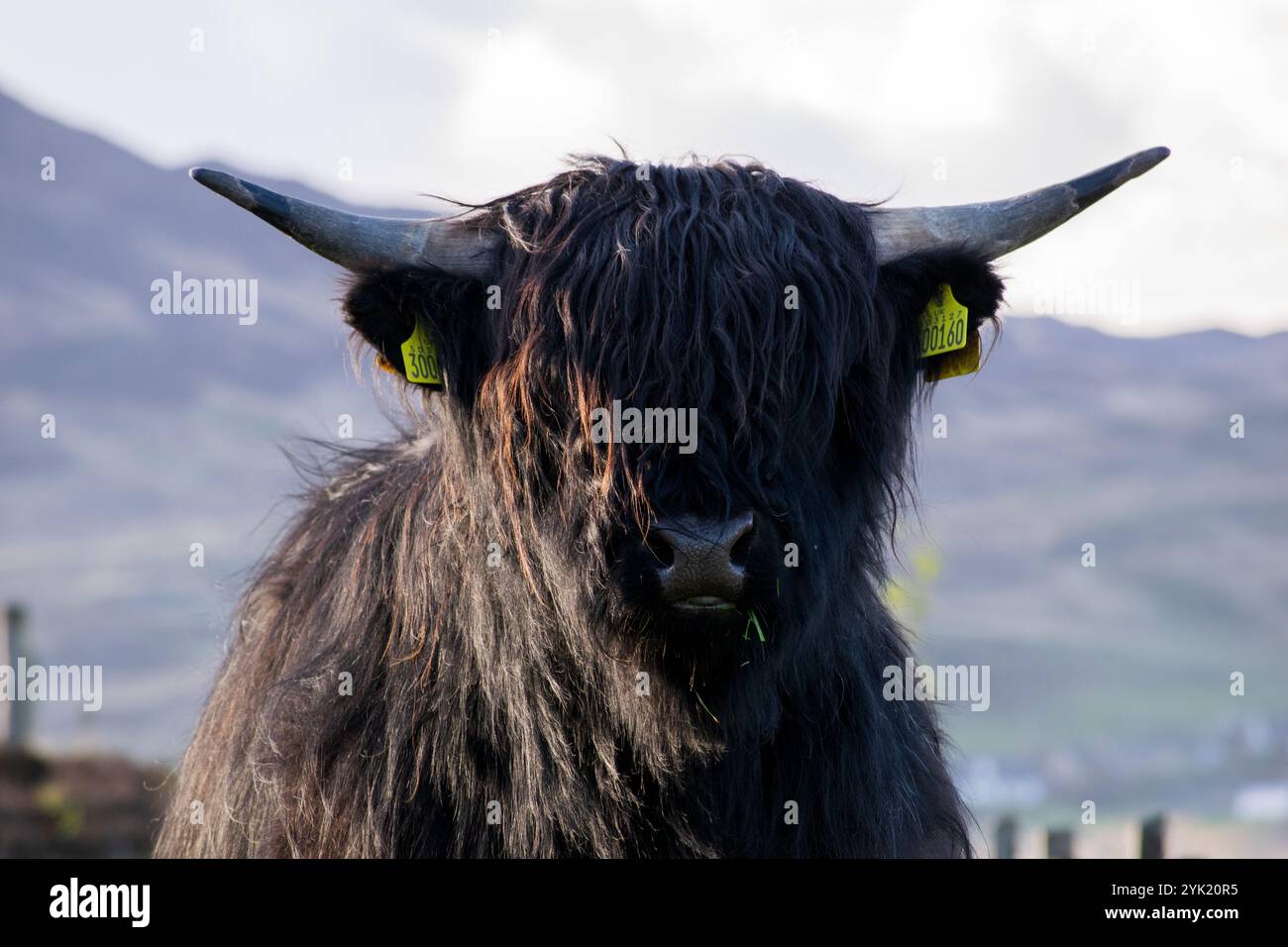 Highland Cow on the Isle of Skye, Scotland Stock Photo - Alamy