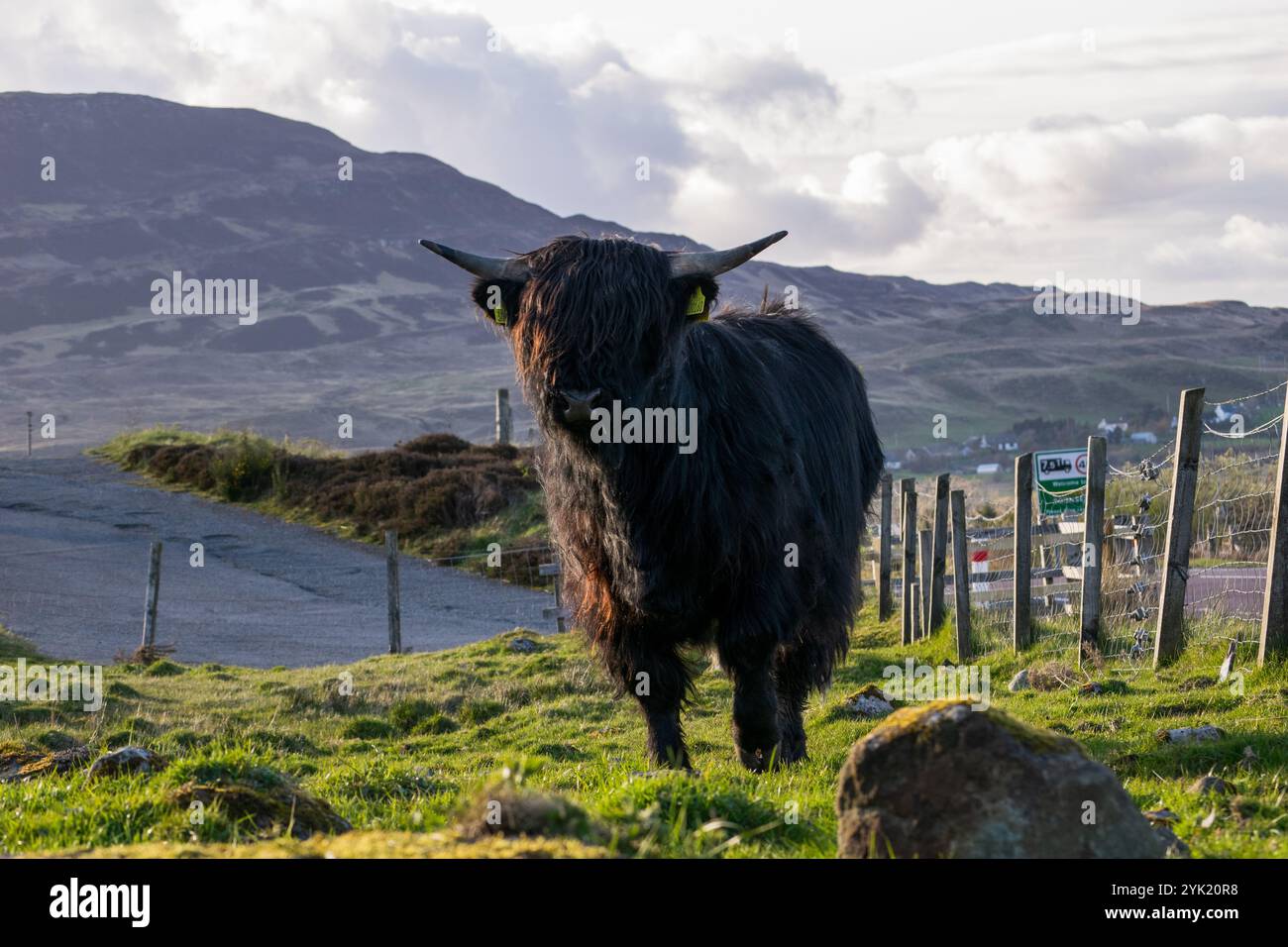 Highland Cow on the Isle of Skye, Scotland Stock Photo - Alamy