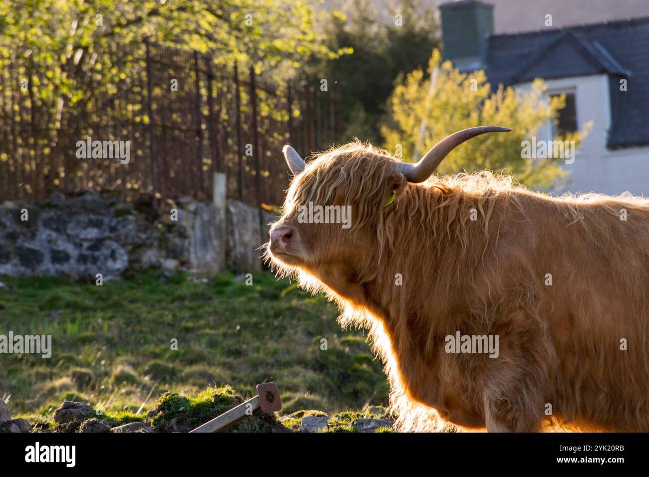 Highland Cow on the Isle of Skye, Scotland Stock Photo - Alamy