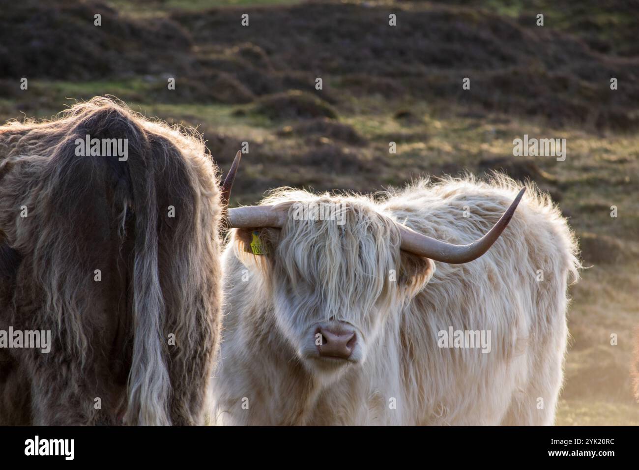 Highland Cow on the Isle of Skye, Scotland Stock Photo - Alamy