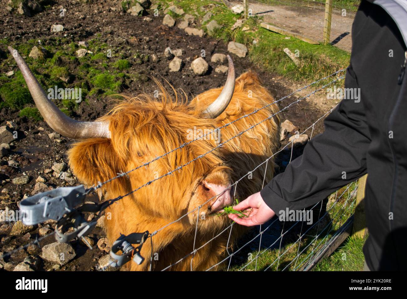 Highland Cow on the Isle of Skye, Scotland Stock Photo - Alamy