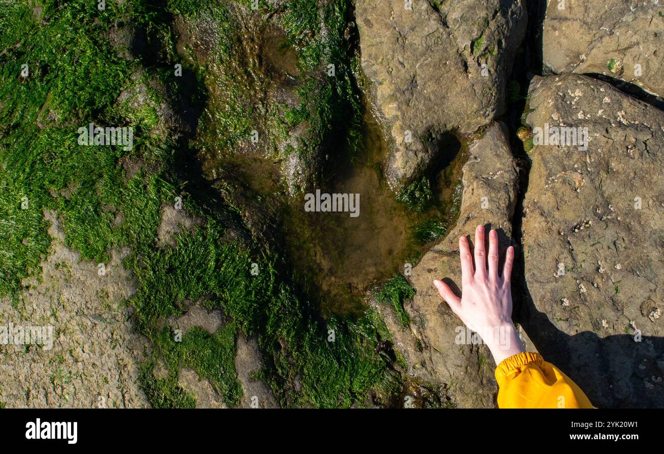 Dinosaur fossils scotland hi-res stock photography and images - Alamy