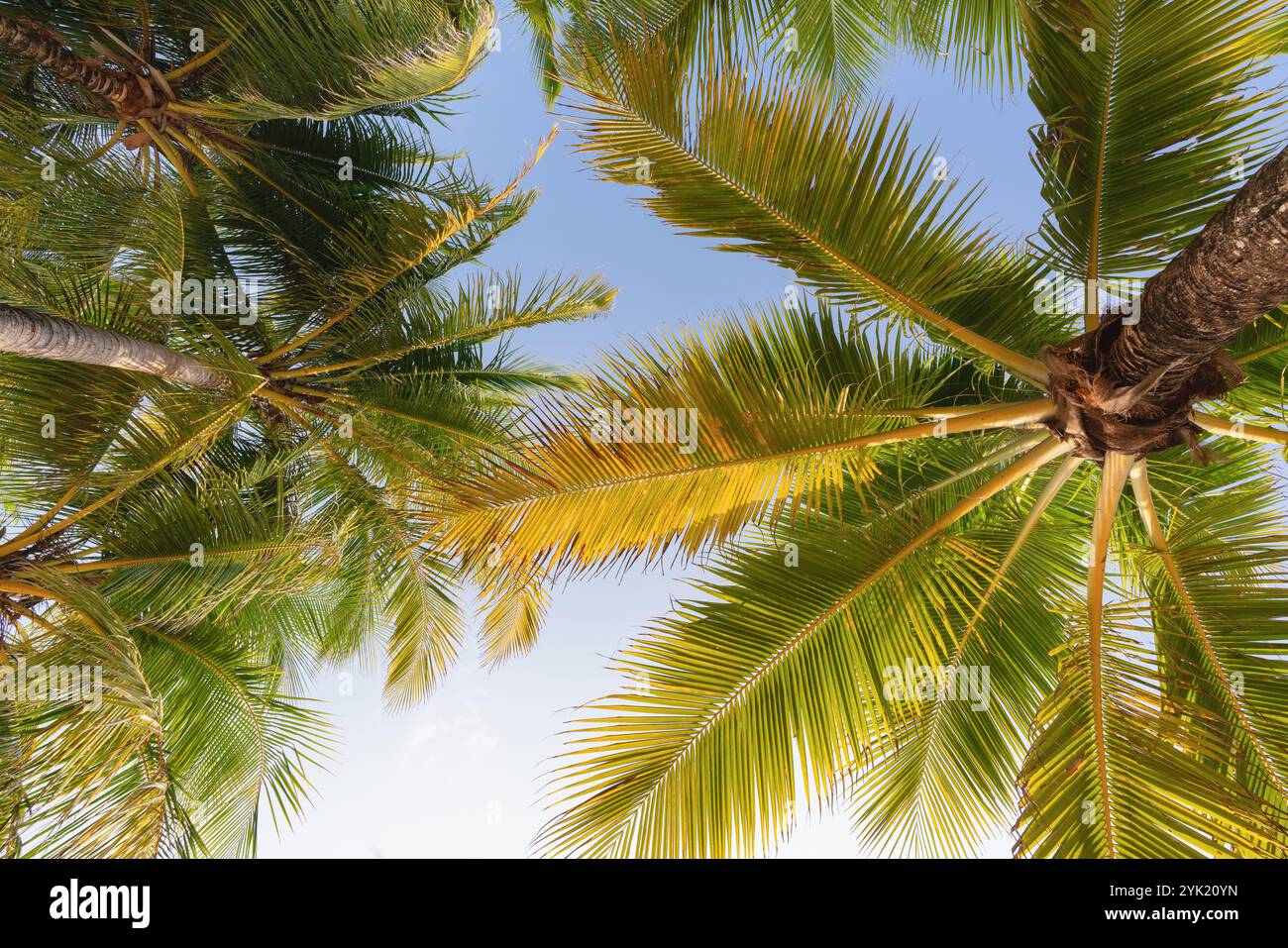 View through palm crowns, emphasizing the trees' height and green ...