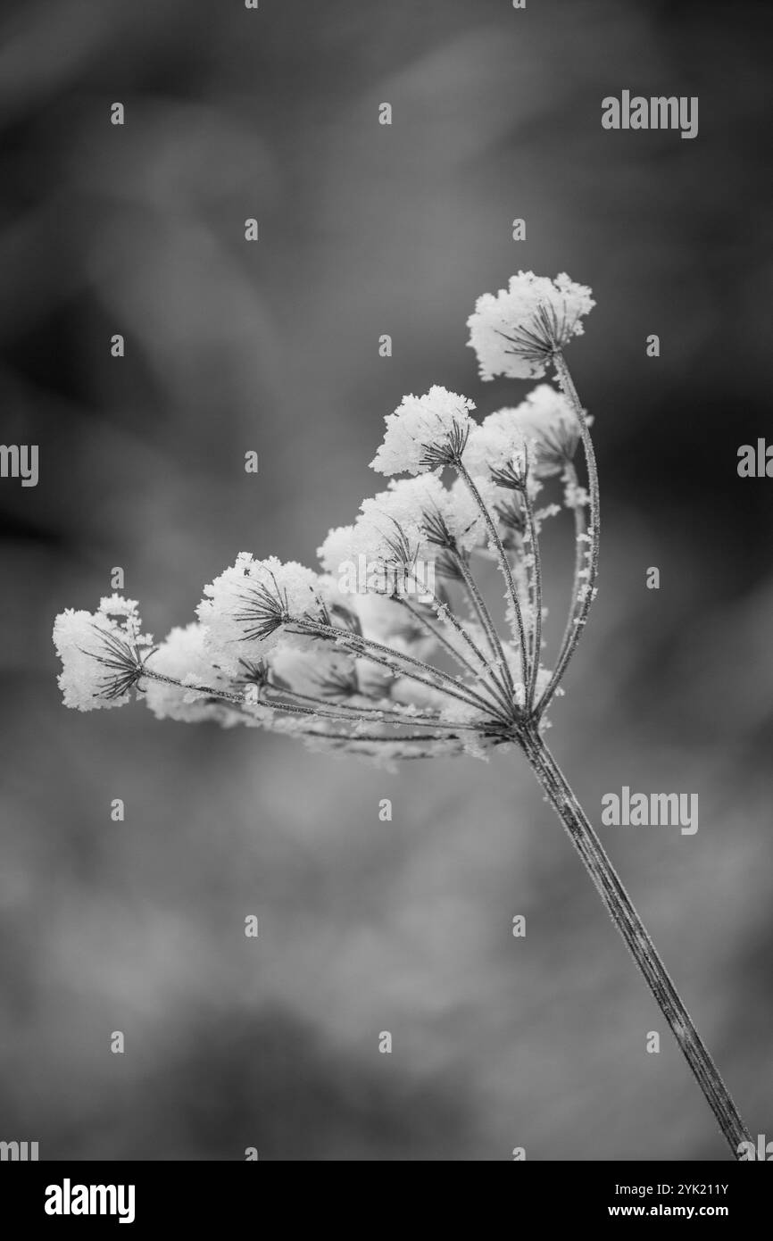 Autumn beech tree leaves Black and White Stock Photos & Images - Alamy