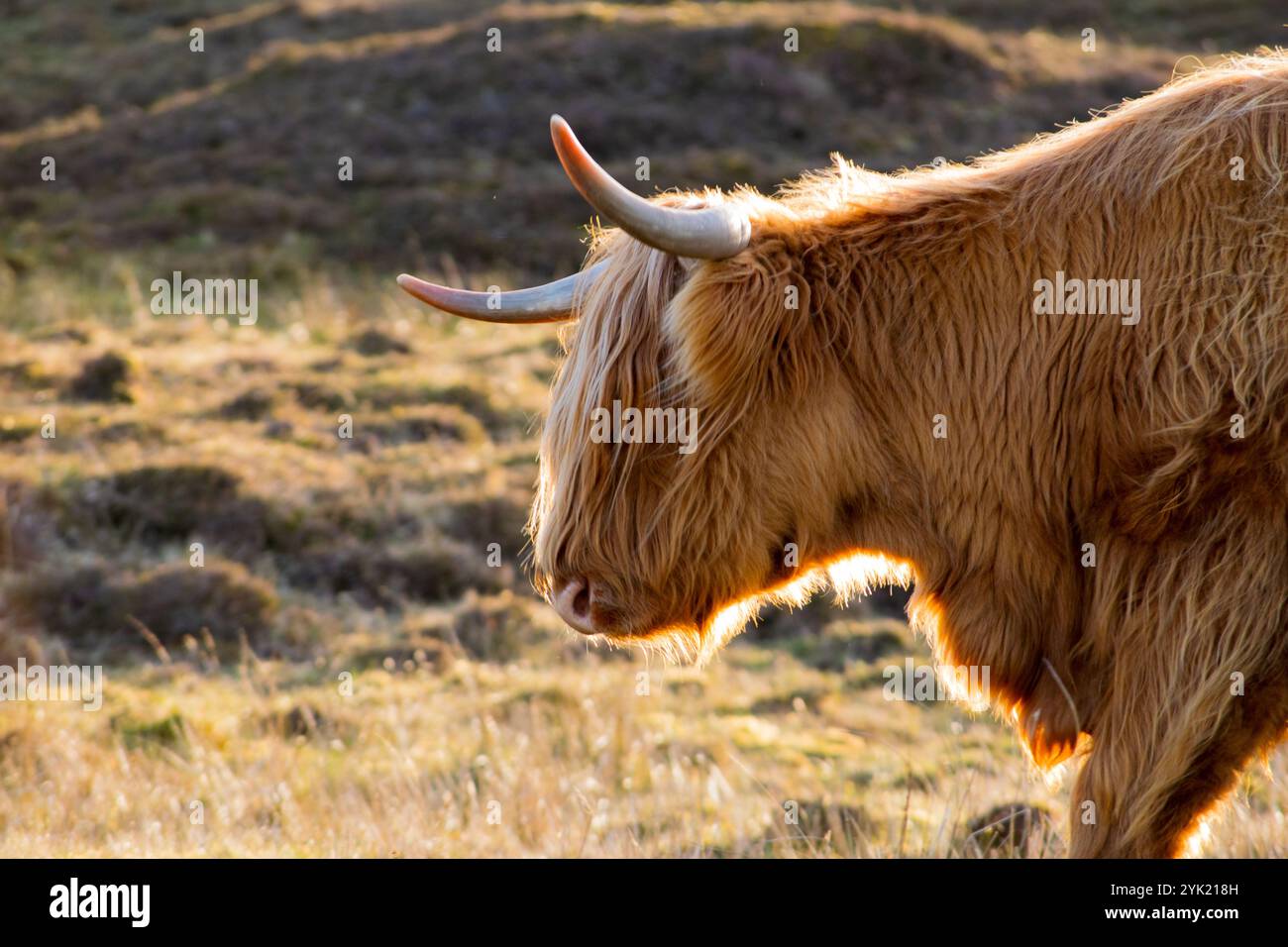 Highland Cow on the Isle of Skye, Scotland Stock Photo - Alamy