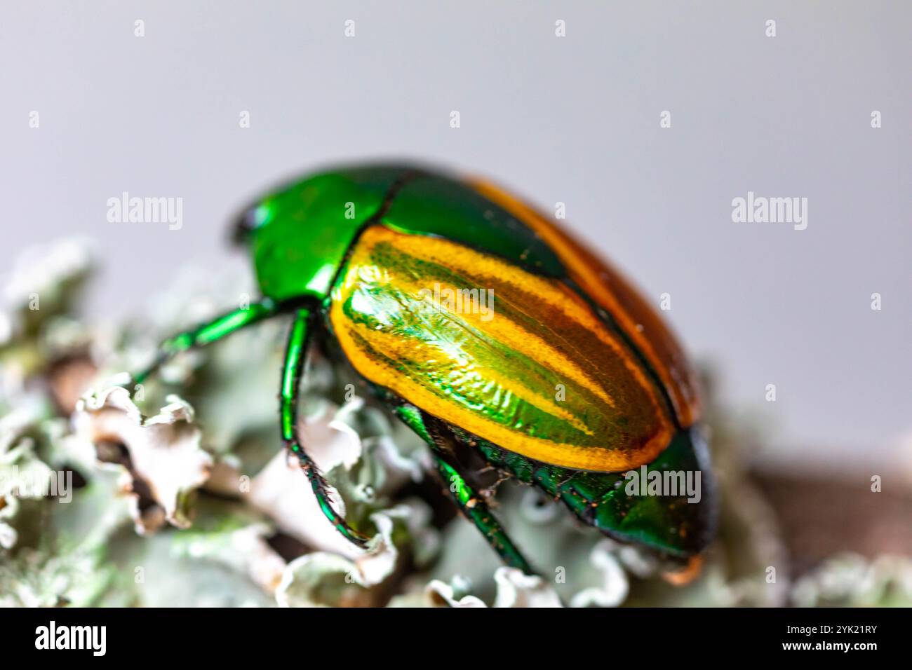 Beautiful green and yellow South American tropical beetle (Macraspis ...