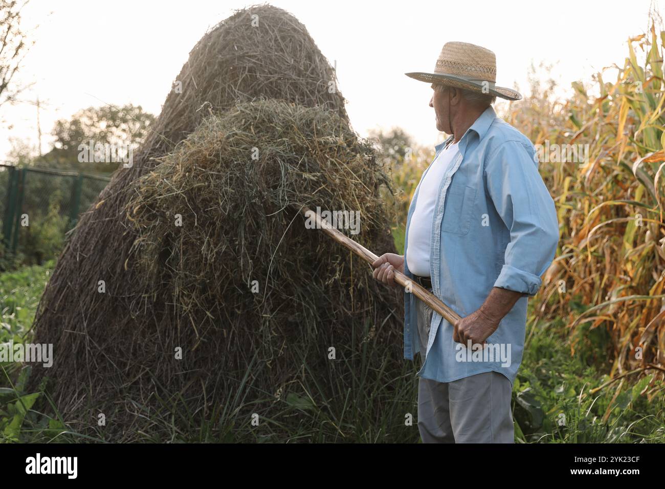 Senior man in straw hat pitching hay on farmland Stock Photo - Alamy