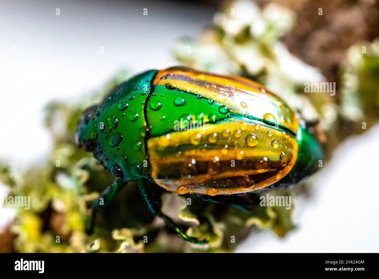 Beautiful green and yellow South American tropical beetle (Macraspis ...
