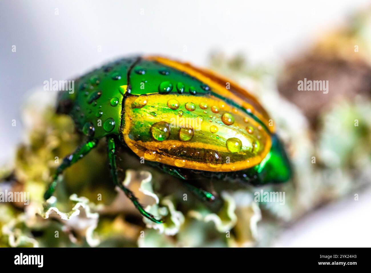 Beautiful green and yellow South American tropical beetle (Macraspis ...