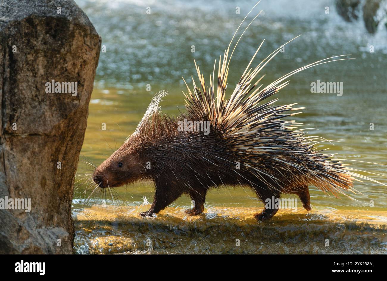 Porcupine walks in shallow water close-up Stock Photo - Alamy