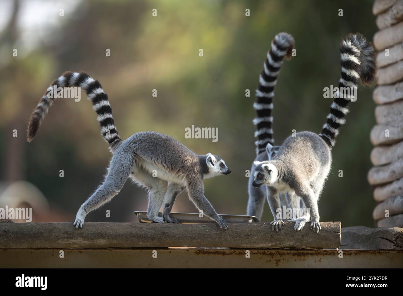 A group of lemurs In Rabat's National Zoo, Morocco, Saturday, Nov. 16 ...
