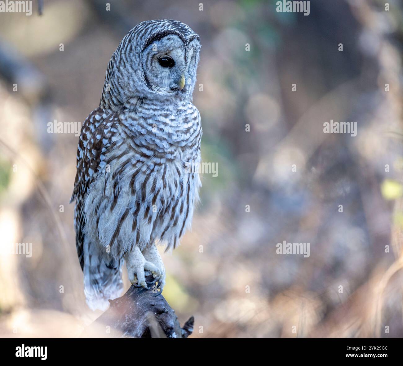 (Ottawa, Canada---16 November 2024) Barred owl perched in the Fletcher ...