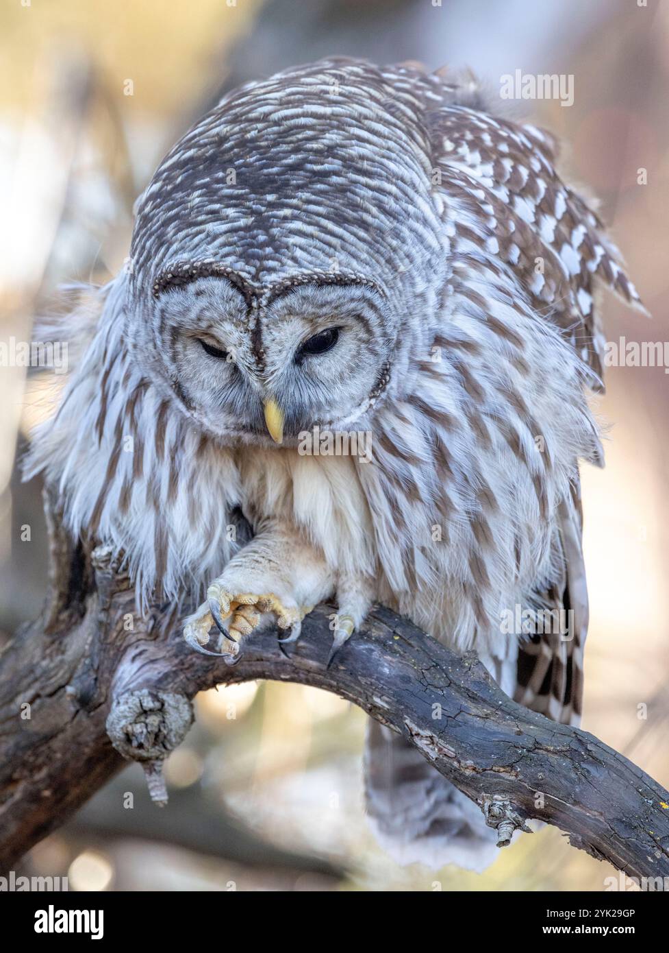 (Ottawa, Canada---16 November 2024) Barred owl perched in the Fletcher ...