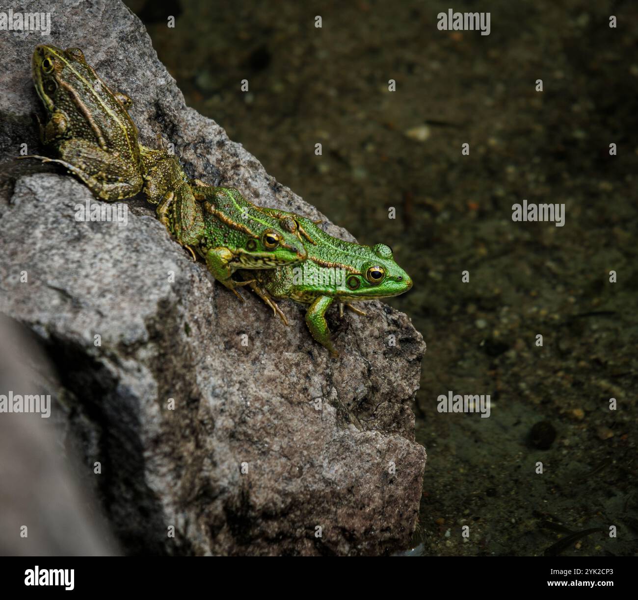 Two frogs mating on rock hi-res stock photography and images - Alamy