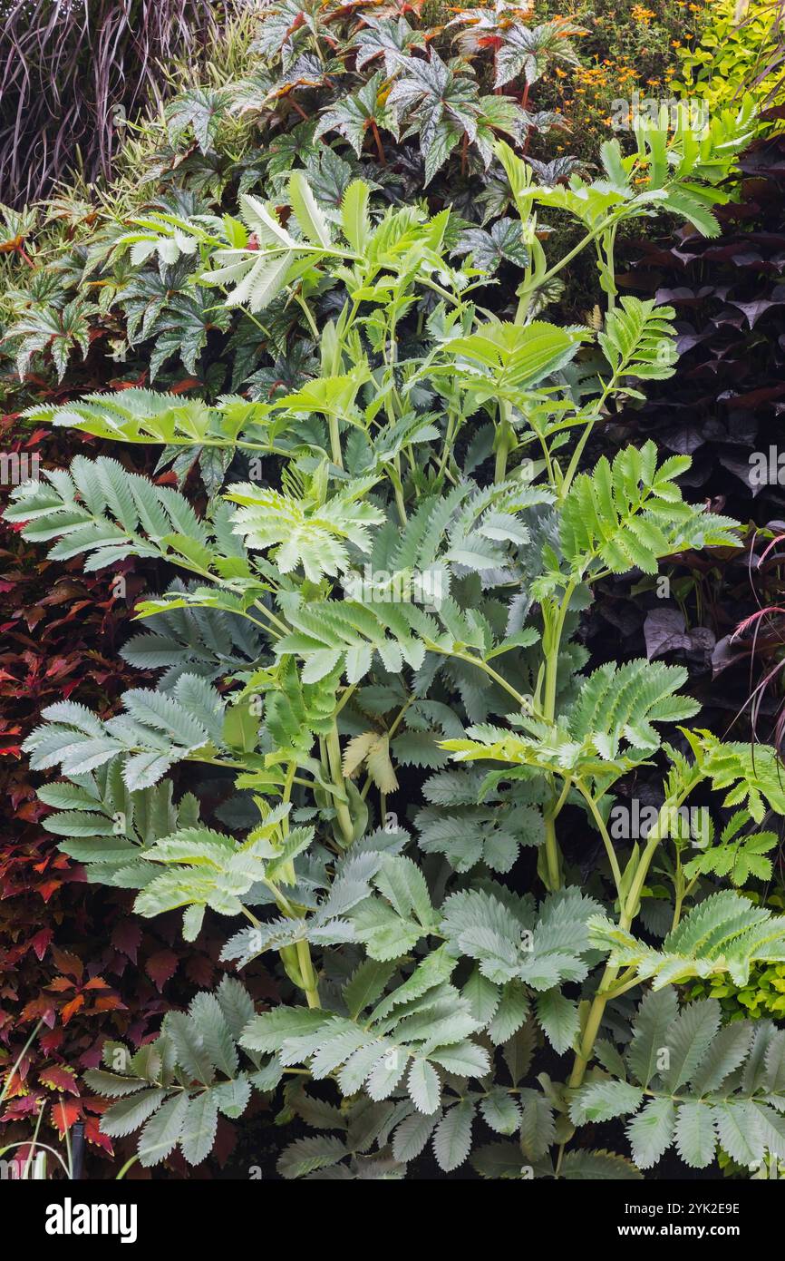 Melianthus major - Honey Bush growing in vertical garden wall in summer ...