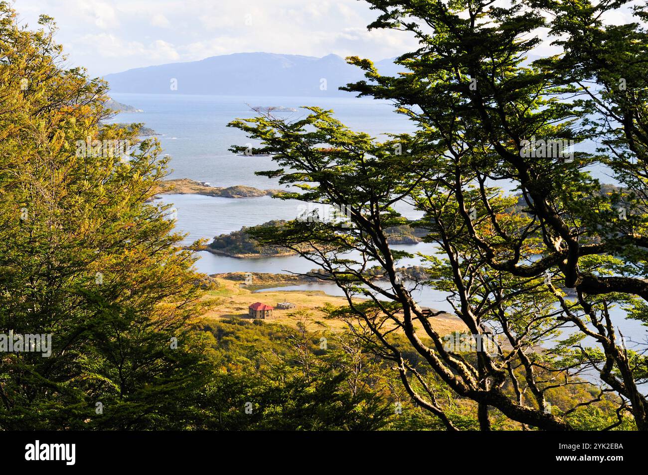 Navarino island forest hi-res stock photography and images - Alamy
