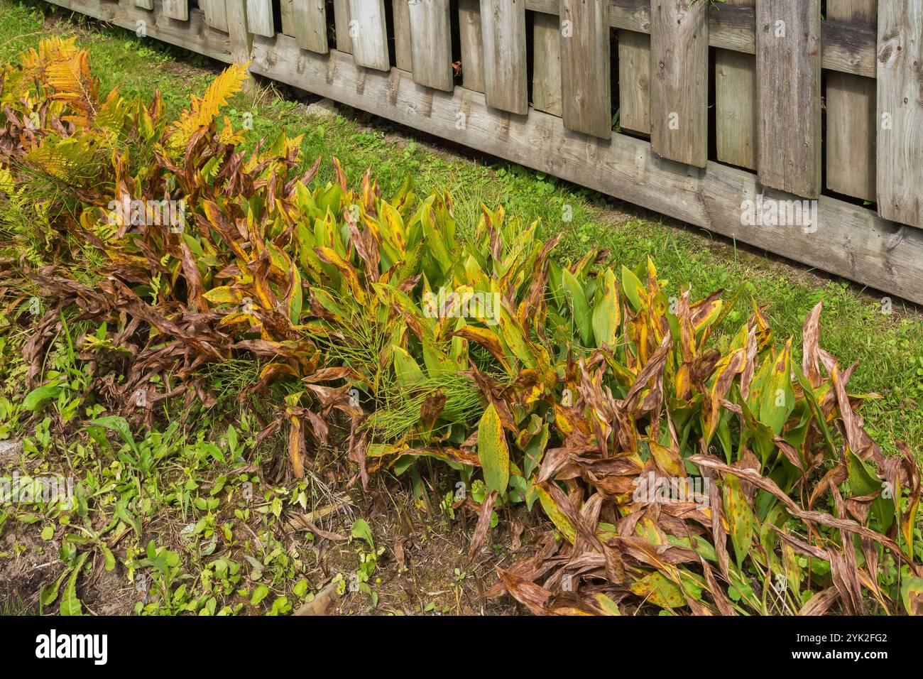 Close-up of mixed plants including Pteridophyta - Fern and Hosta with ...