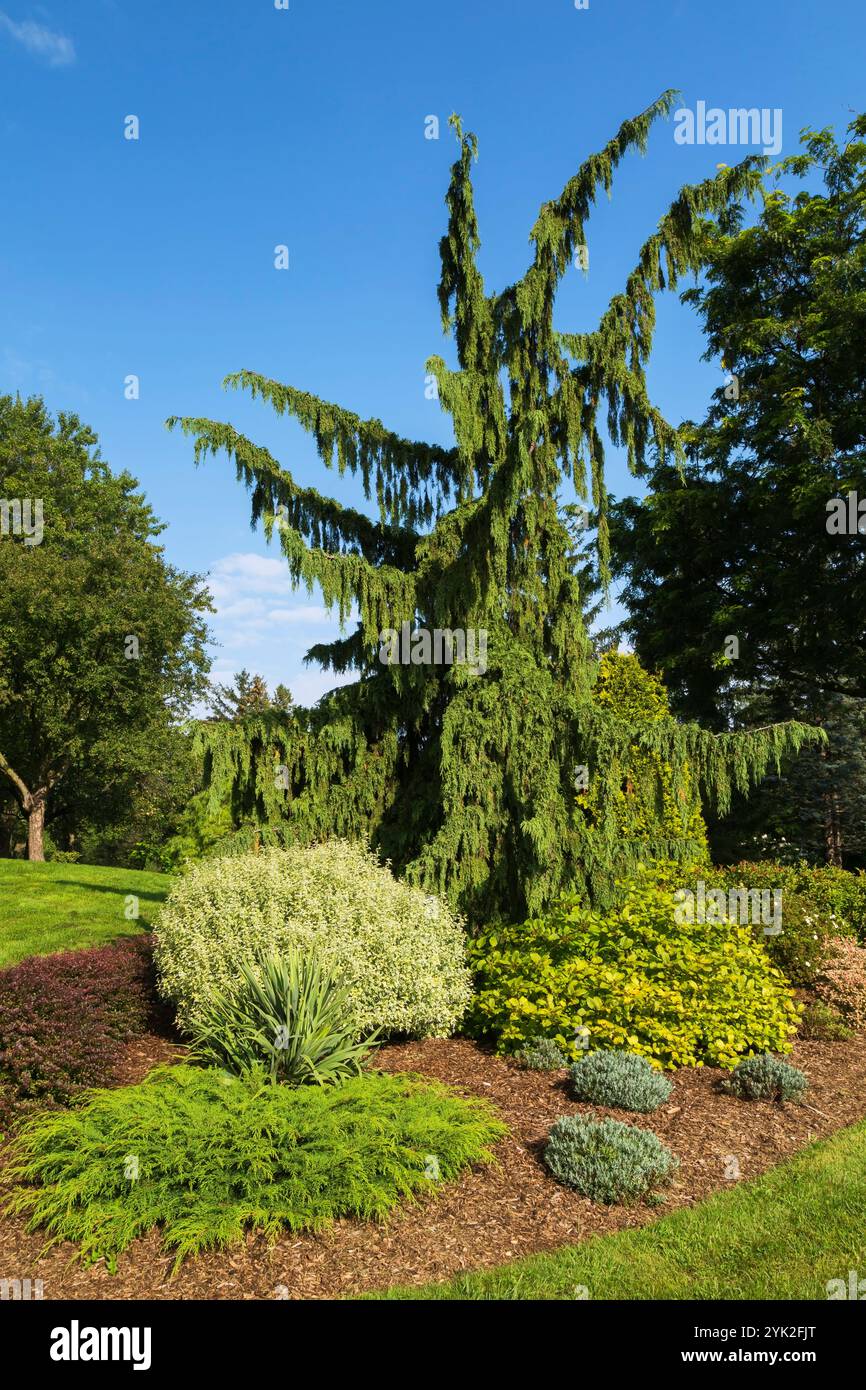 Chamaecyparis nootkatensis 'Pendula' - False Cypress tree, Euonymus ...