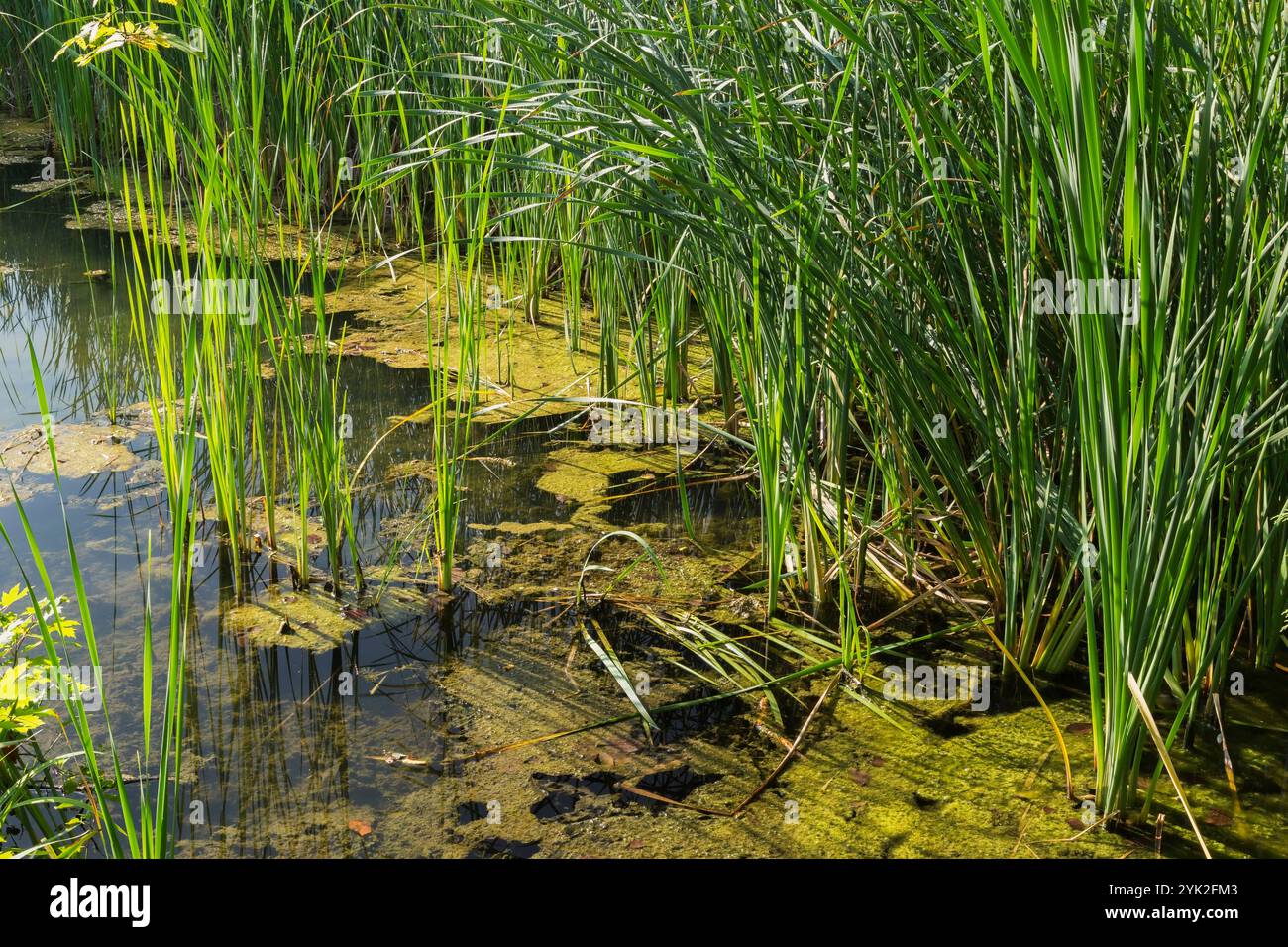Typha latifolia - Common Cattails growing in pond overgrown with ...