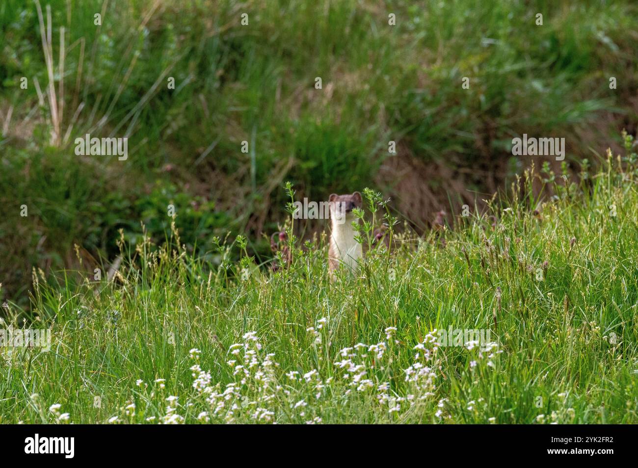 Stoat (Mustela erminea) in the Harmoos nature reserve, Southern Bavaria ...