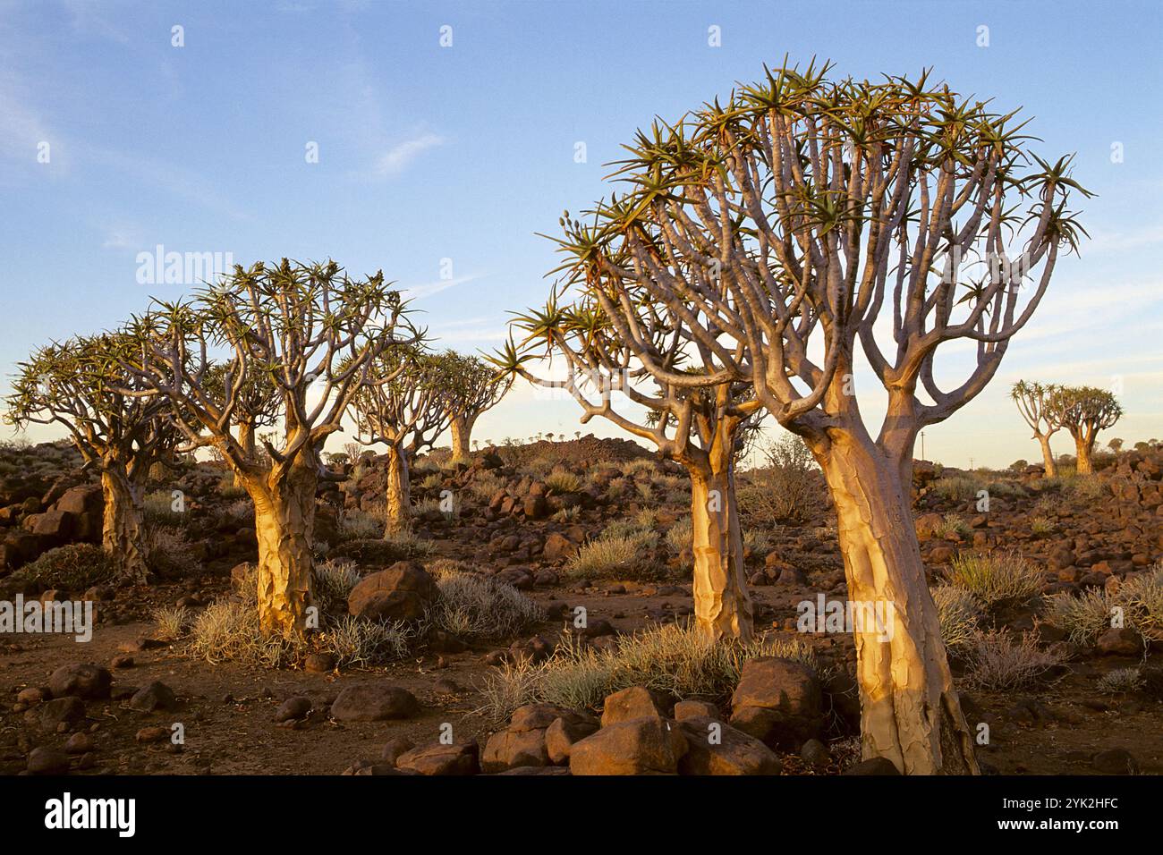 Aloe dichotoma. Quiver trees. Namibia Stock Photo - Alamy
