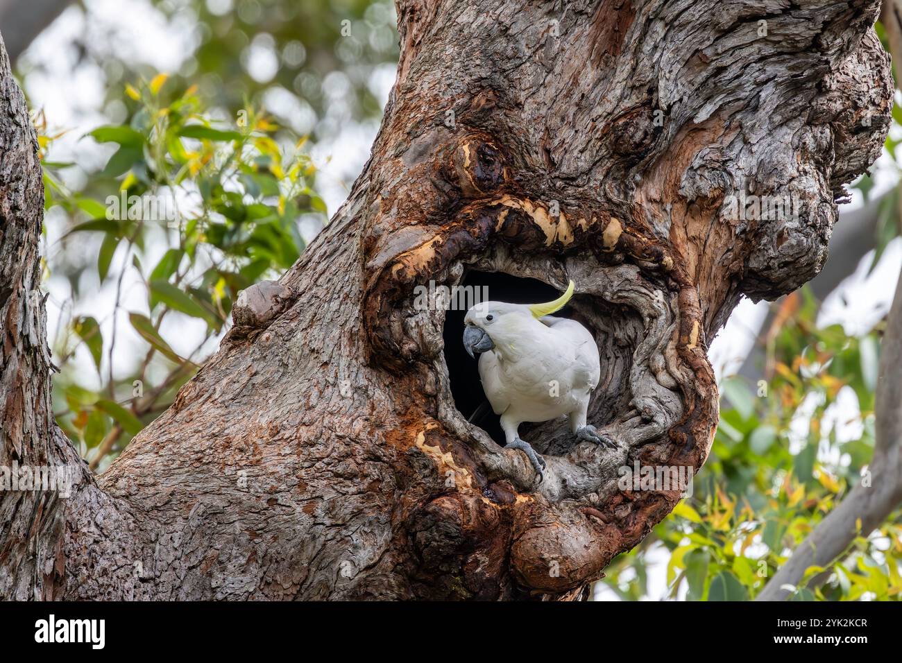 Australian Sulphur-crested Cockatoo at nest hollow in large gum tree ...