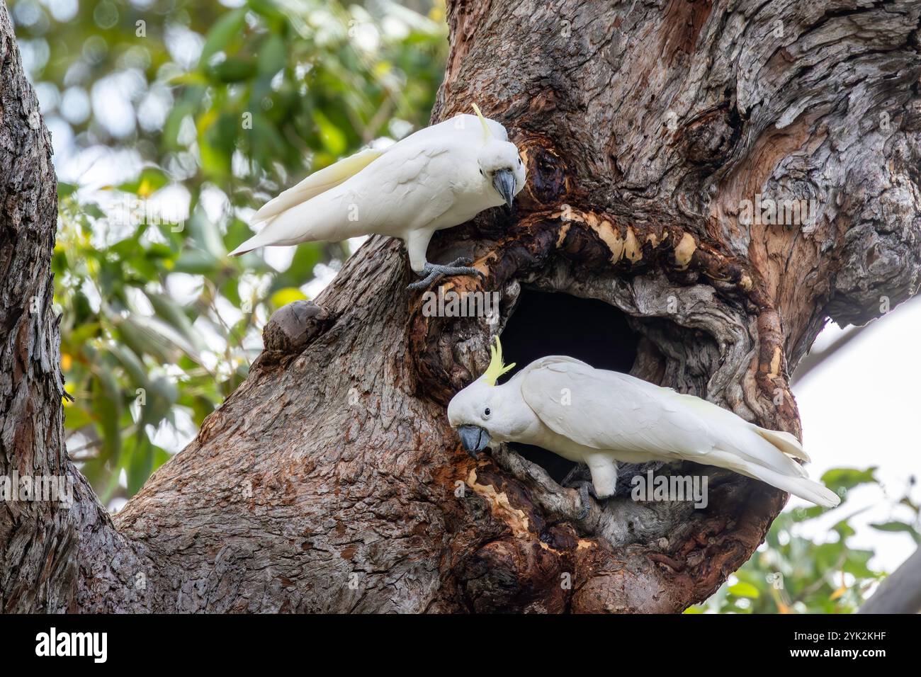 Australian Sulphur-crested Cockatoo"s at nest hollow in large gum tree ...