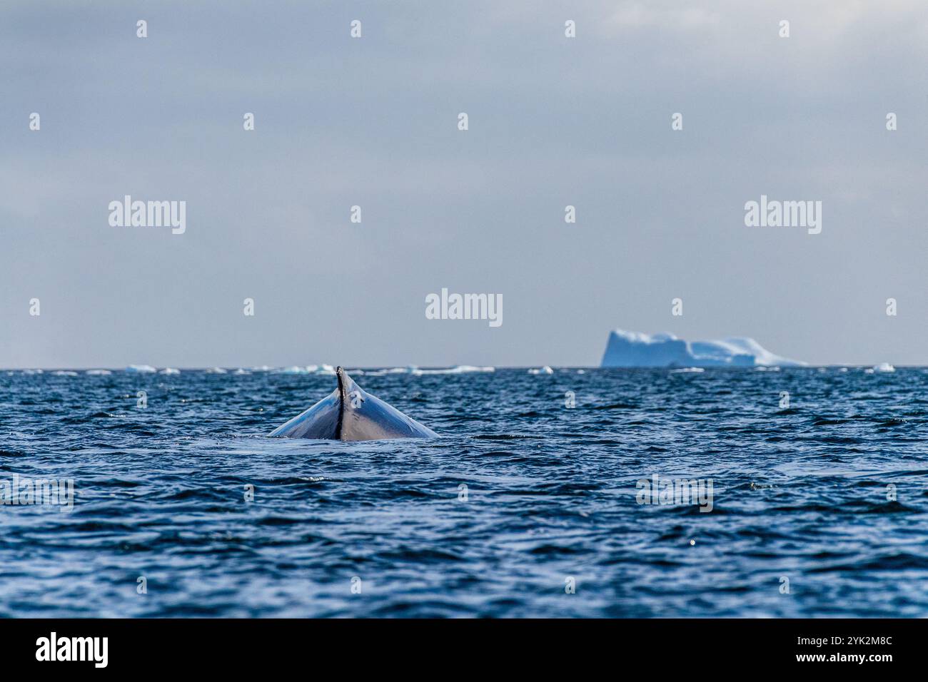 Close-up of the lateral fin of a sleeping Humpback Whale -Megaptera ...