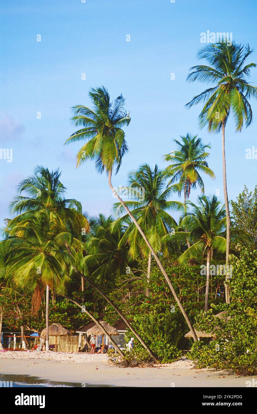 Caribbean, Tobago, Pigeon Point, beach Stock Photo - Alamy