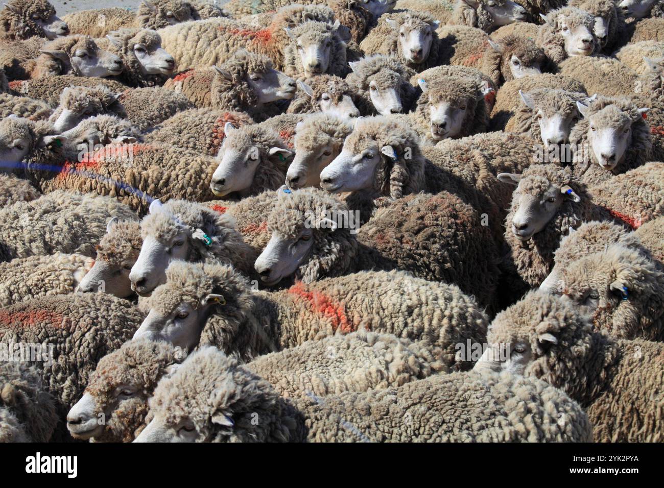 Chile,Magallanes,Patagonia,flock of sheep Stock Photo - Alamy