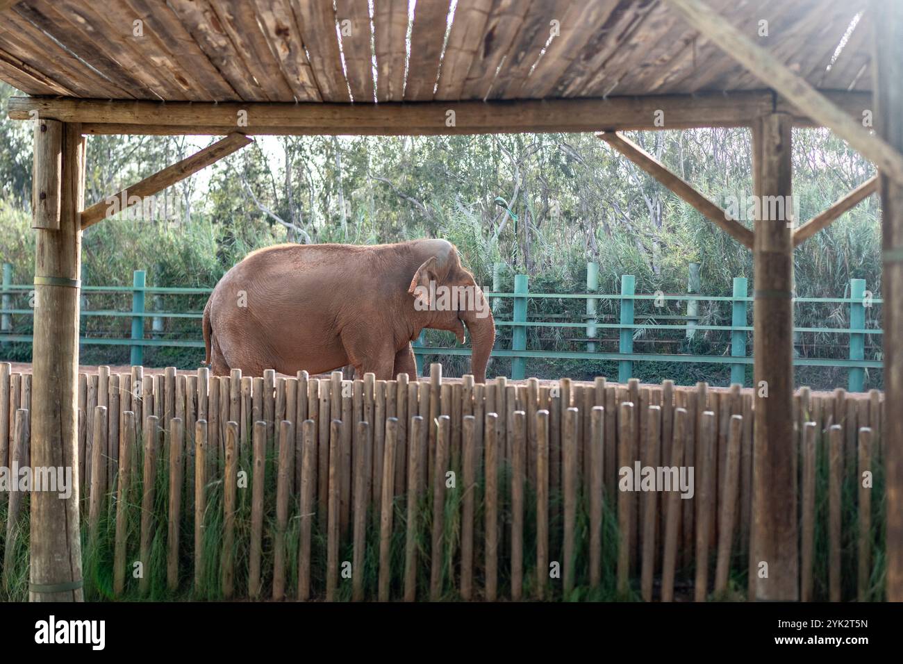 An elephant stands in its enclosure in the National Zoo in Rabat in ...